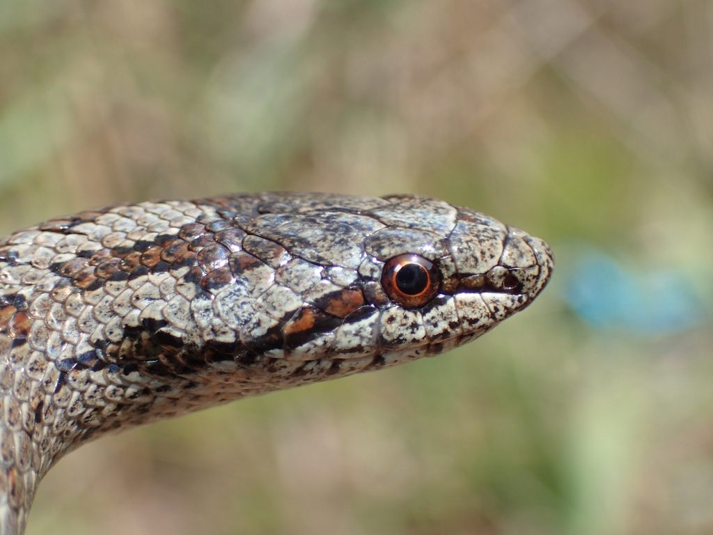 Smooth Snake in September 2022 by Arie van der Meijden · iNaturalist