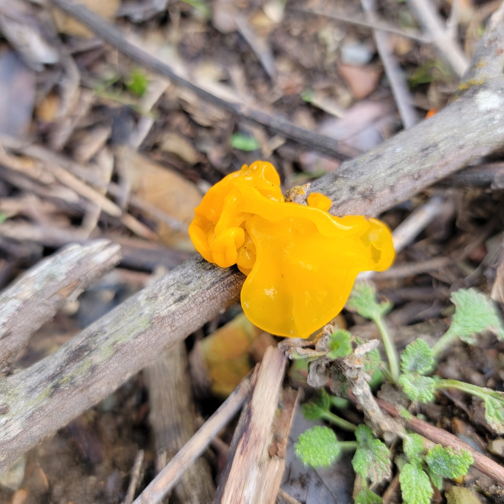 witch's butter from Rancho Palos Verdes, CA, USA on January 18, 2023 at ...