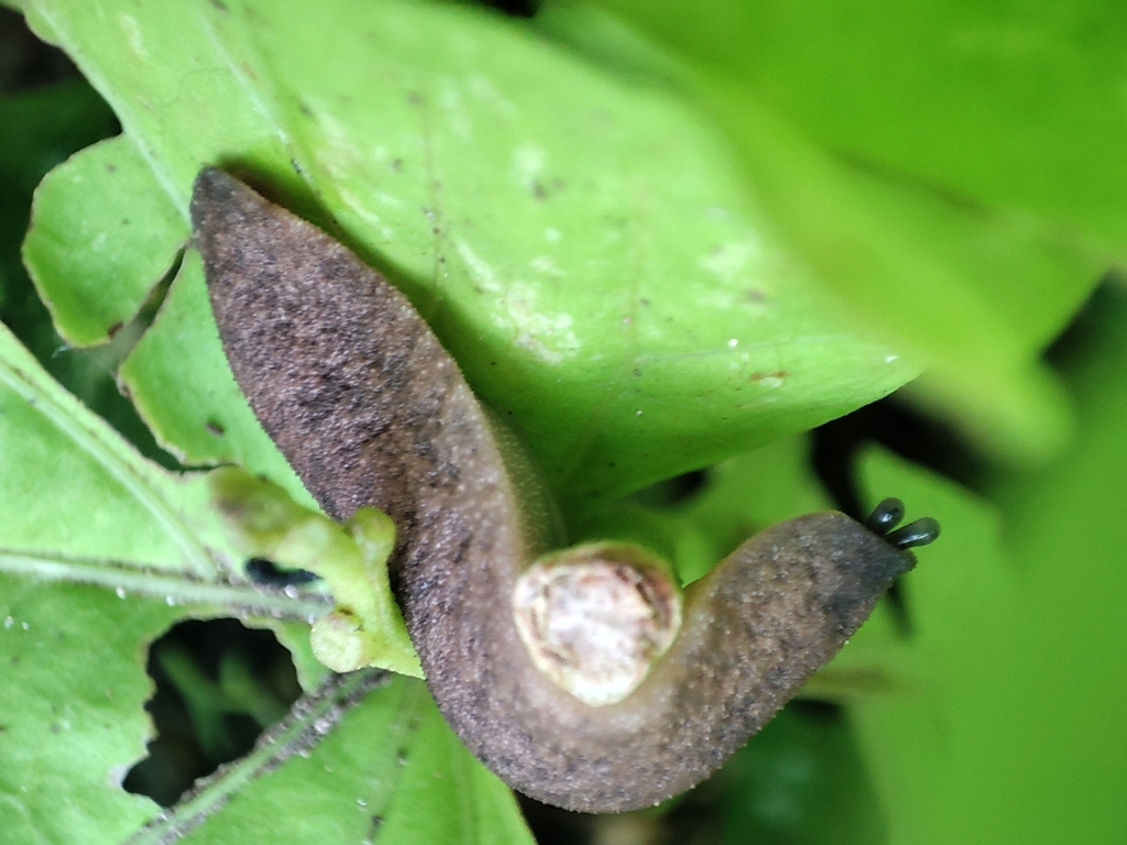 Caribbean Leatherleaf Slug from SM 323, MZ 12, Gran Santa Fe 3, Cerrada ...