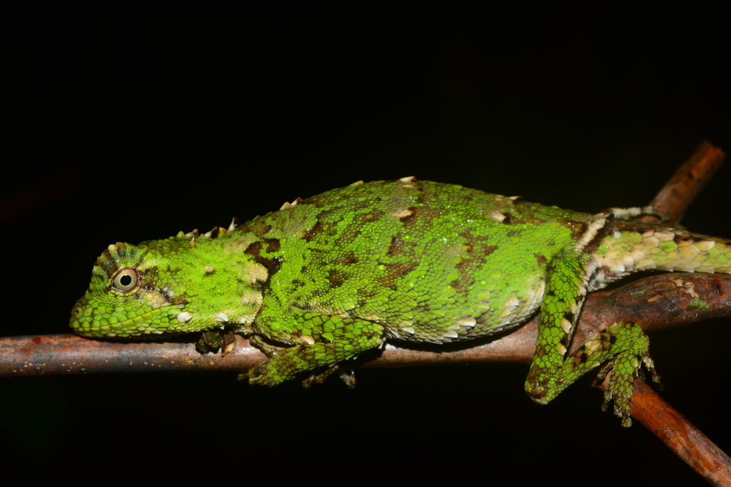Sabah Eyebrow Lizard from Kinabalu Park Office, Kota Belud, 沙巴, MY on ...