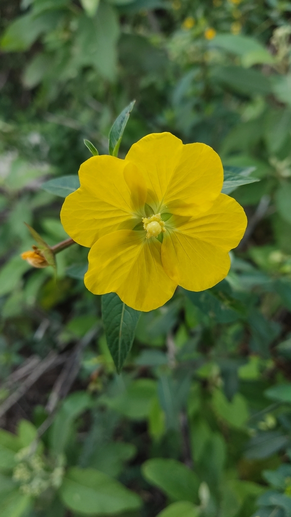 Peruvian primrose-willow from 97315 Yuc., México on February 01, 2023 ...