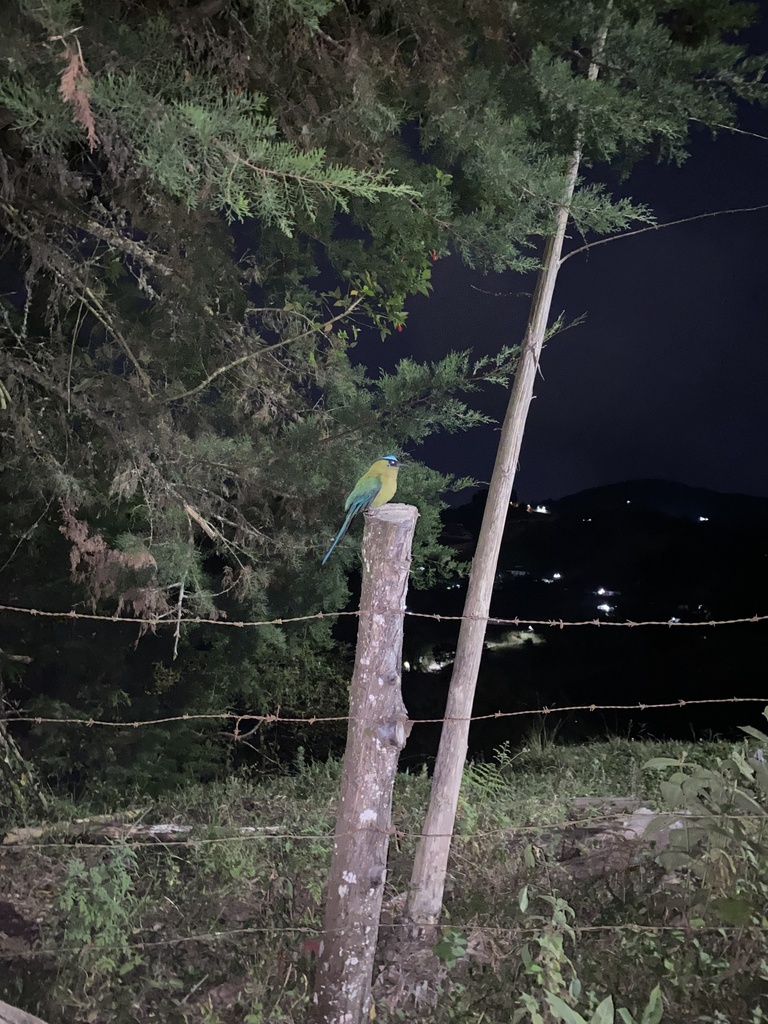 Andean Motmot from Vía a El Salto, Santuario, Antioquia, CO on February ...