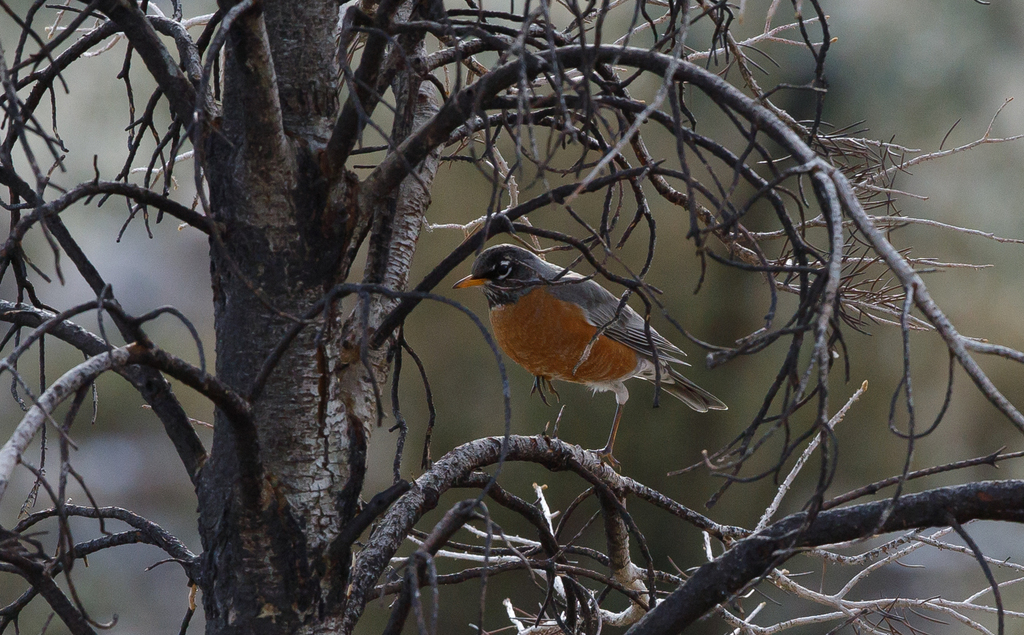 American Robin from Angeles MRCA Open Space, Los Angeles, California ...