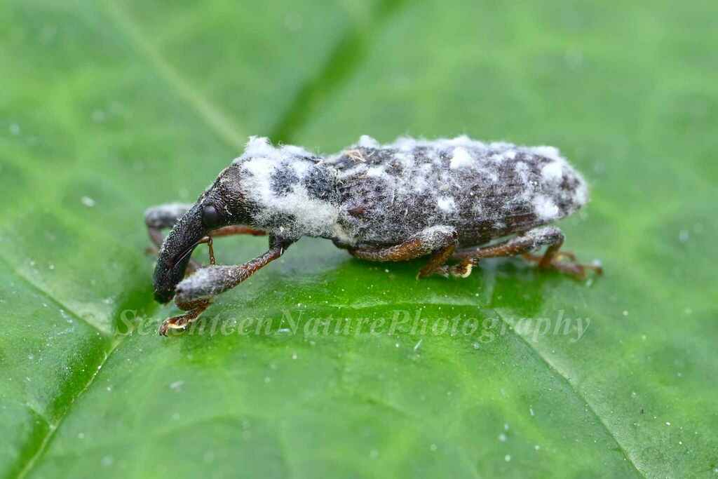 Peribleptus from 中国海南省保亭黎族苗族自治县 on January 19, 2023 at 02:44 PM by 石柒 · ...