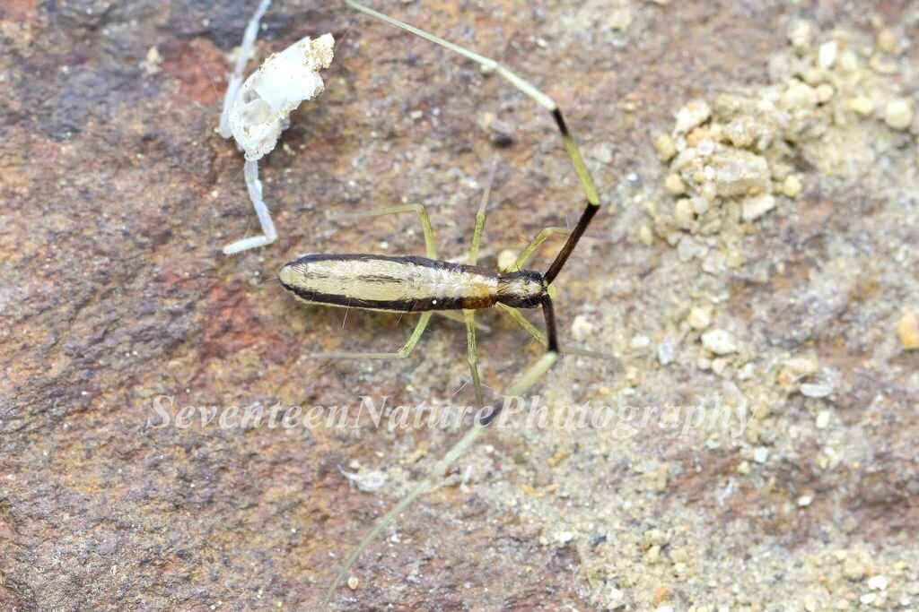 Paronellidae from 中国海南省保亭黎族苗族自治县 on January 19, 2023 at 02:55 PM by 石柒 ...