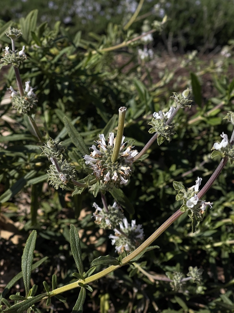 black sage from Sycamore Highlands Park, Riverside, CA, US on February ...
