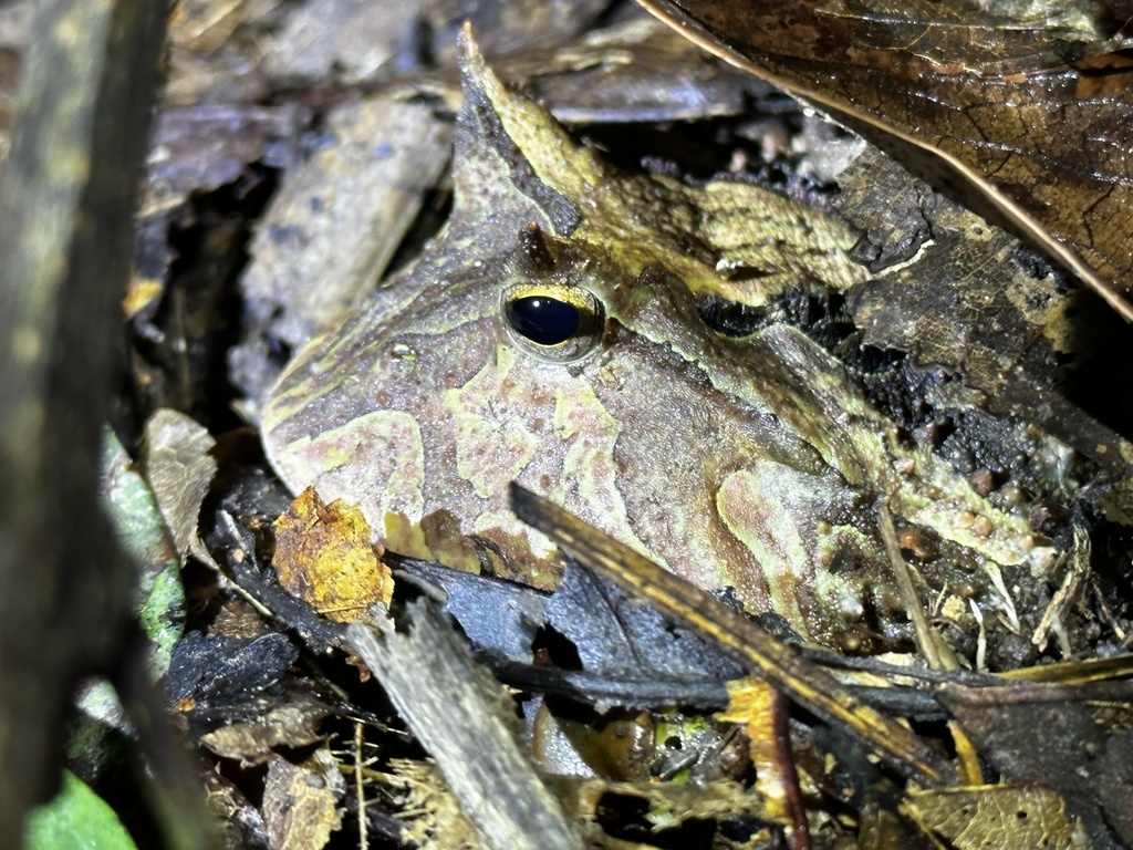 Amazonian Horned Frog from Parque Nacional del Manu, Madre de Dios, PE ...