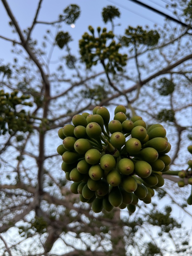 Kapok Tree from Great Inagua, BS on January 29, 2023 at 05:32 PM by ...