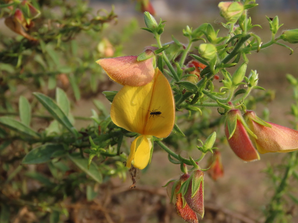 Phaseoleae from 32Q6+WCH, Puduchatram, Tamil Nadu 600124, India on ...