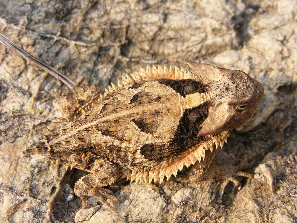 Mexican Horned Lizard from Temixco, Mor., México on July 19, 2008 at 05 ...