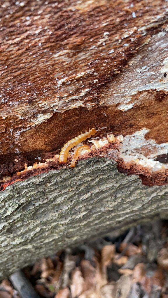 Fire-colored Beetles from Muri b. Bern on February 04, 2023 at 04:38 PM ...