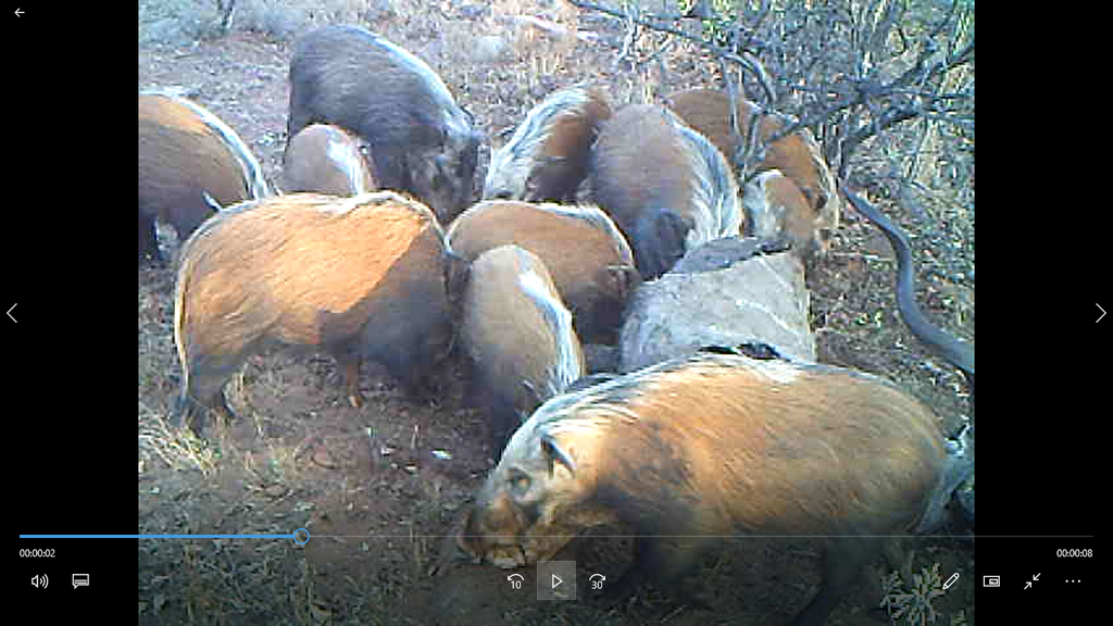 Southern Bushpig from Bojanala Platinum District Municipality, South ...