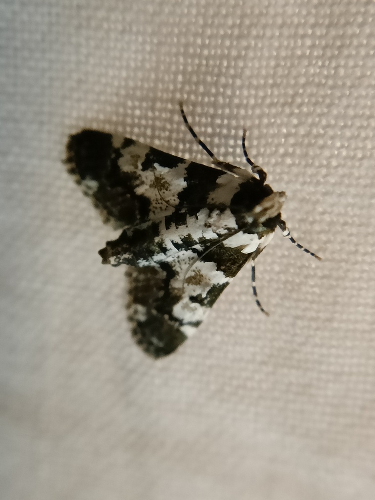 Termioptycha from St. Thomas Mount, Parangi Malai, St.Thomas Mount ...