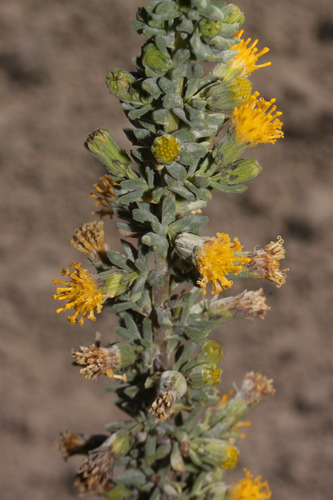 Senecio nutans · iNaturalist