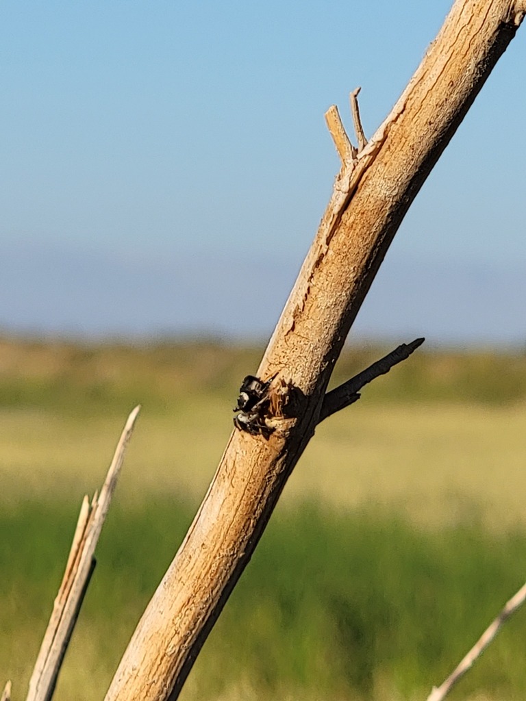 Metaphidippus chera from Imperial County, CA, USA on November 6, 2021 ...