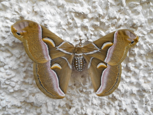 Observations by angelo_cardillo · iNaturalist