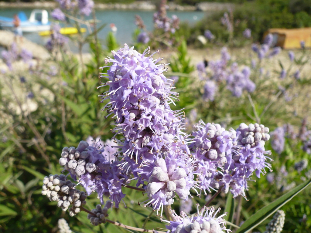 Lilac chaste tree from cres island on July 26, 2011 by paolapalazzolo ...