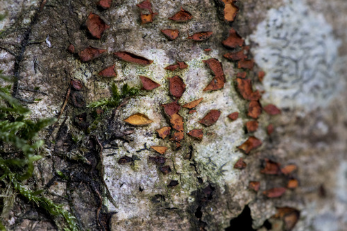 Cryphonectria carpinicola · iNaturalist