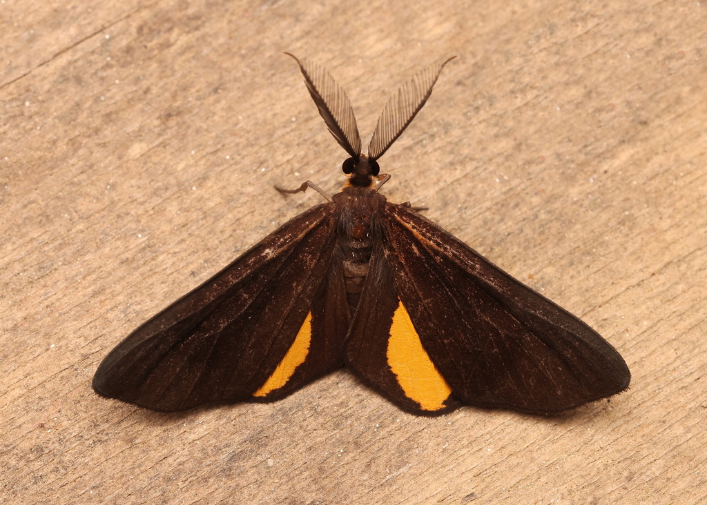 Ctimene tenebricosa from Arfak Mountains Regency, West Papua, Indonesia ...