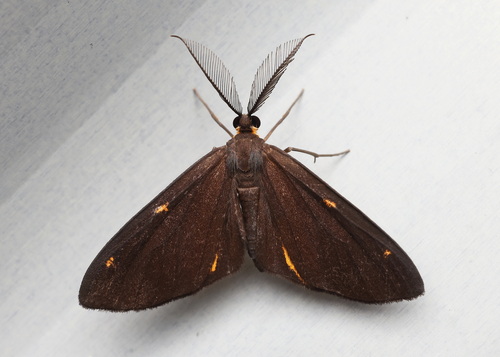 Ctimene tenebricosa · iNaturalist
