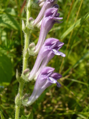 Subspecies Scutellaria columnae columnae · iNaturalist Guatemala