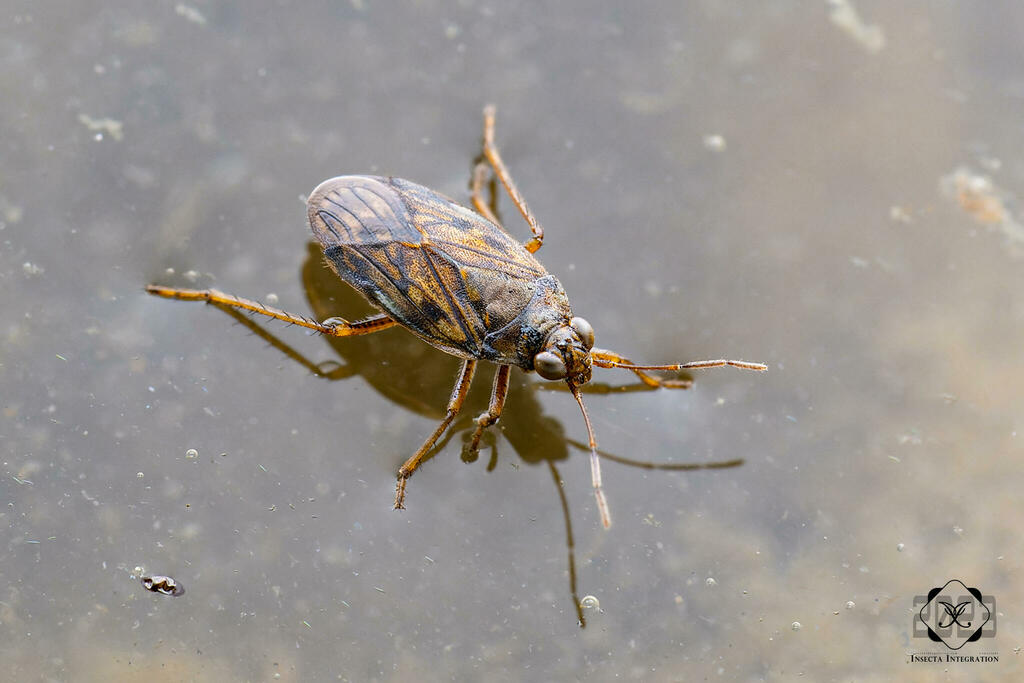 Shore bugs from Mission Bay, San Diego, UC Natural Reserve System ...