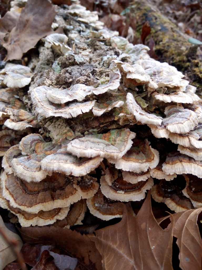 turkey-tail from Somerset, KY 42503, USA on February 04, 2023 at 03:58 PM by Autumn Cook ...