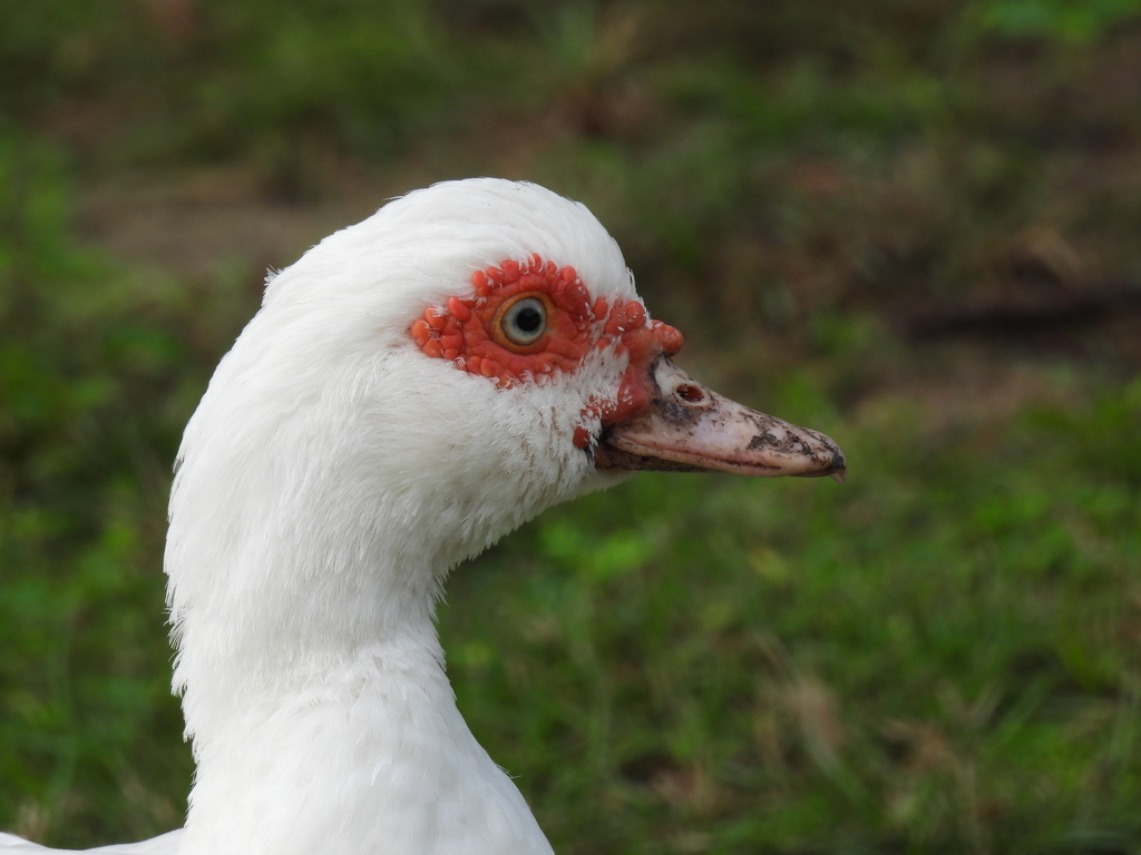 Domestic Muscovy Duck from Campamento Piñones, Carolina, Loíza, Puerto ...