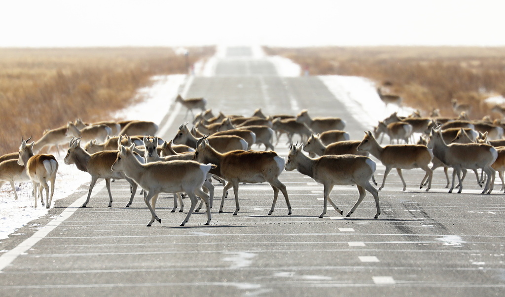 Mongolian Gazelle (Procapra gutturosa) - Know Your Mammals