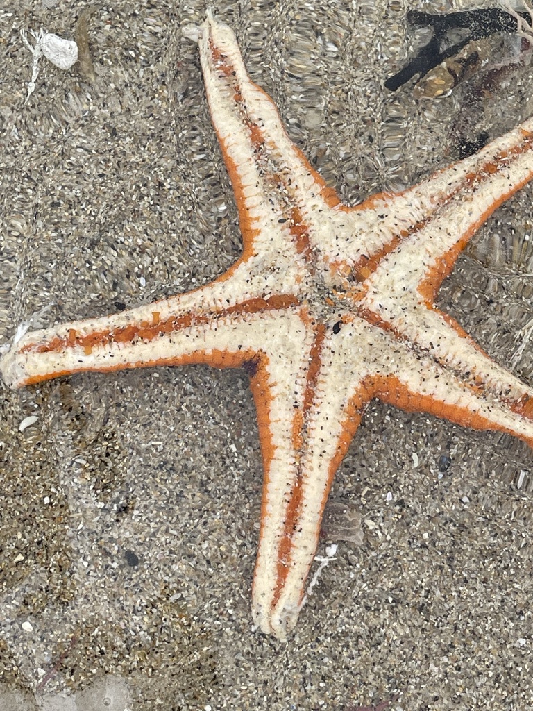 Sea Stars from Bushrangers Bay, Flinders, VIC, AU on February 05, 2023 ...