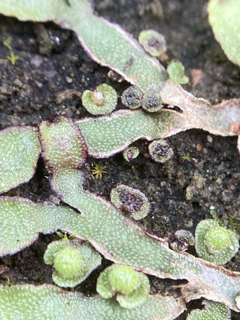 Asterella bolanderi in January 2023 by Lauren · iNaturalist