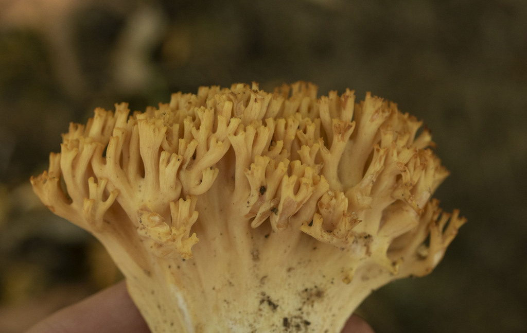 Coral Fungi from Kalamazoo County, MI, USA on October 18, 2021 at 04:43 ...