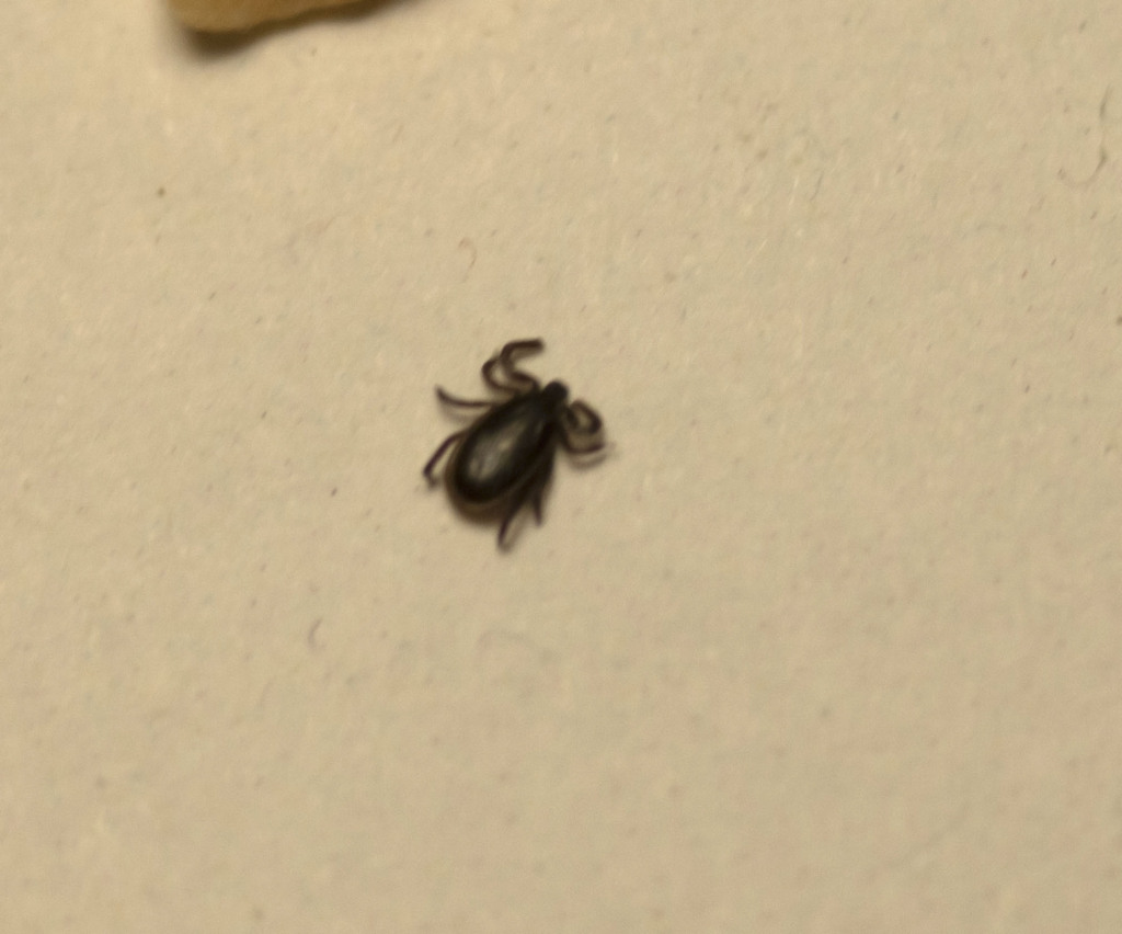 Eastern Black-legged Tick from Kalamazoo County, MI, USA on October 18, 2021 at 07:02 PM by Cody ...