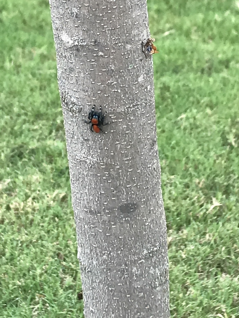 Apache Jumping Spider from 120 Lone Star Way, Godley, TX, US on ...