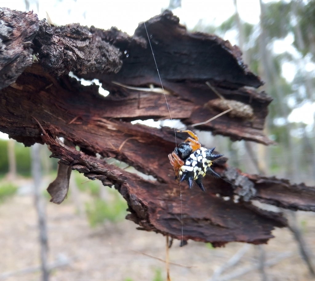 Christmas Jewel Spider from The You Yangs on February 05, 2023 at 03:19 ...