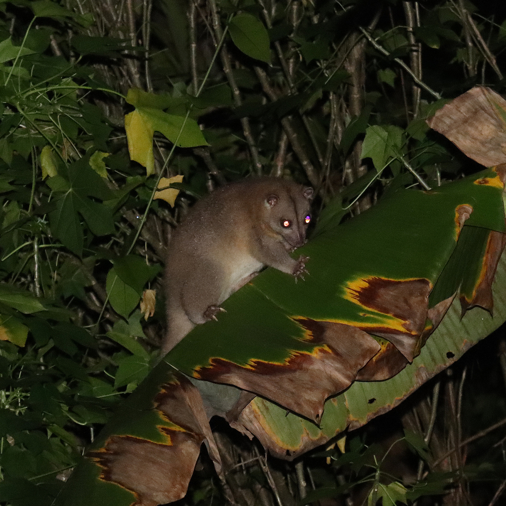 Northern Common Cuscus from Saporkren village on November 25, 2022 by ...