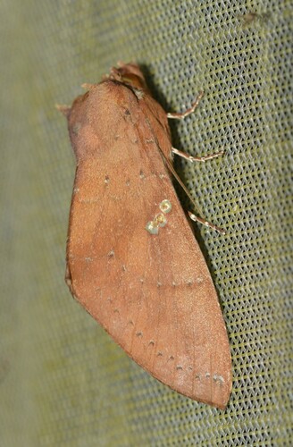 Hapigia eneana · iNaturalist