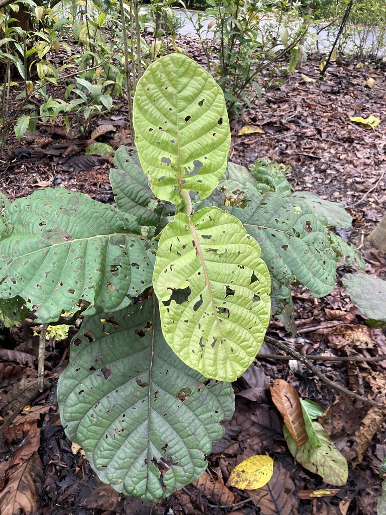 Mitragyna rotundifolia from Singapore Botanic Gardens, SG on February 4 ...