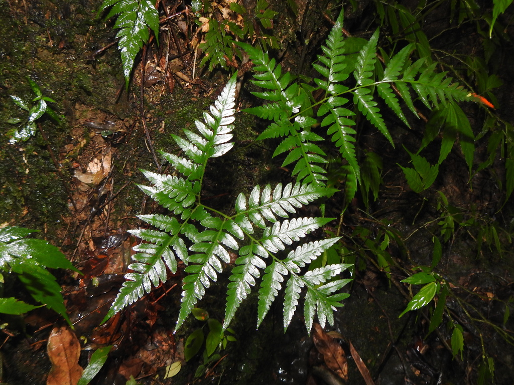 giant hare's foot fern from 945台灣屏東縣牡丹鄉 on February 5, 2023 at 10:27 AM ...