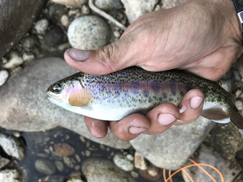 Kern River Rainbow Trout from South Fork Kings River, Kings Canyon ...