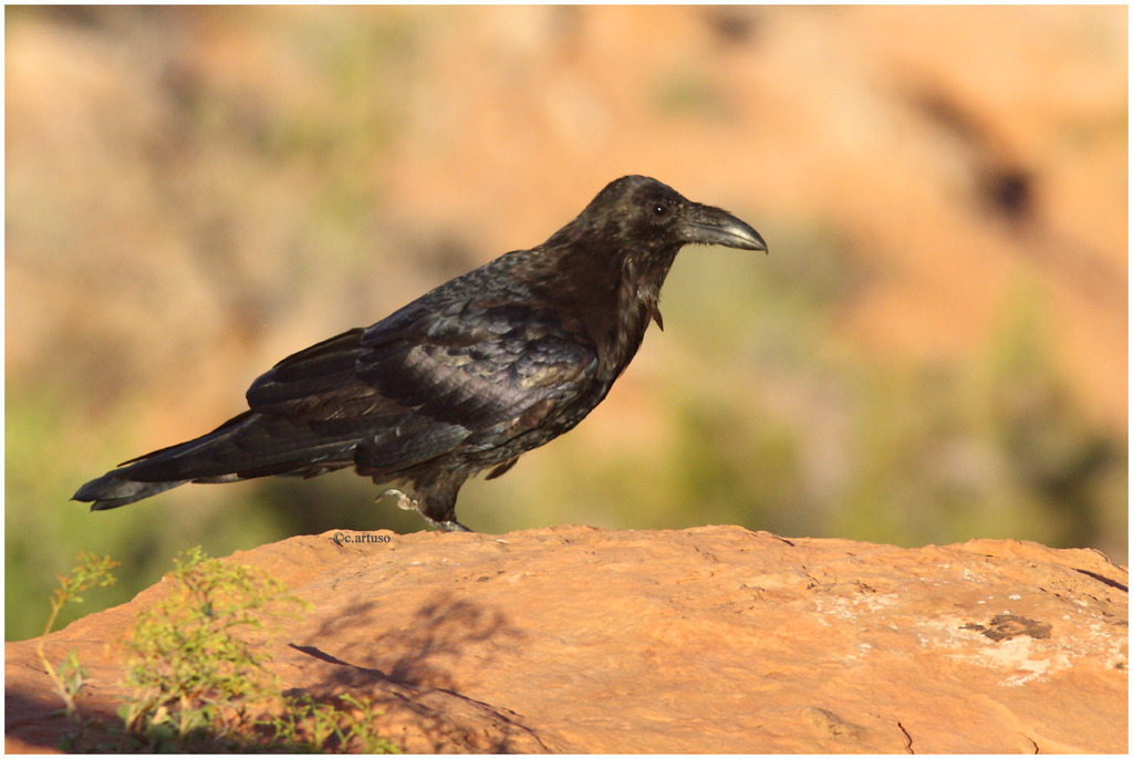 Common Raven from Arches National Park, Utah, USA on August 15, 2011 at ...