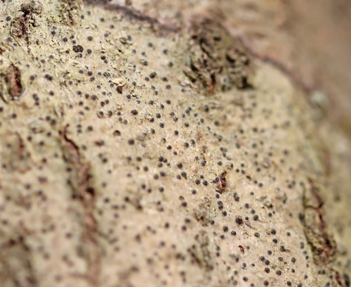 Pyrenula cocoes · iNaturalist United Kingdom