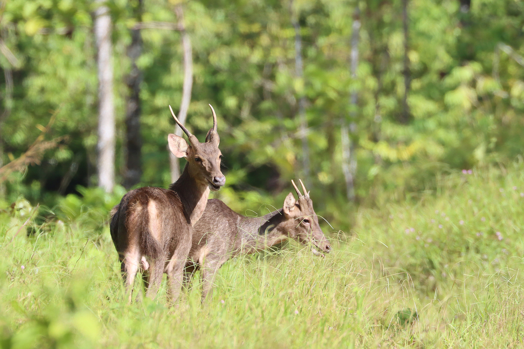 Javan Rusa in December 2022 by Martin Mandák · iNaturalist