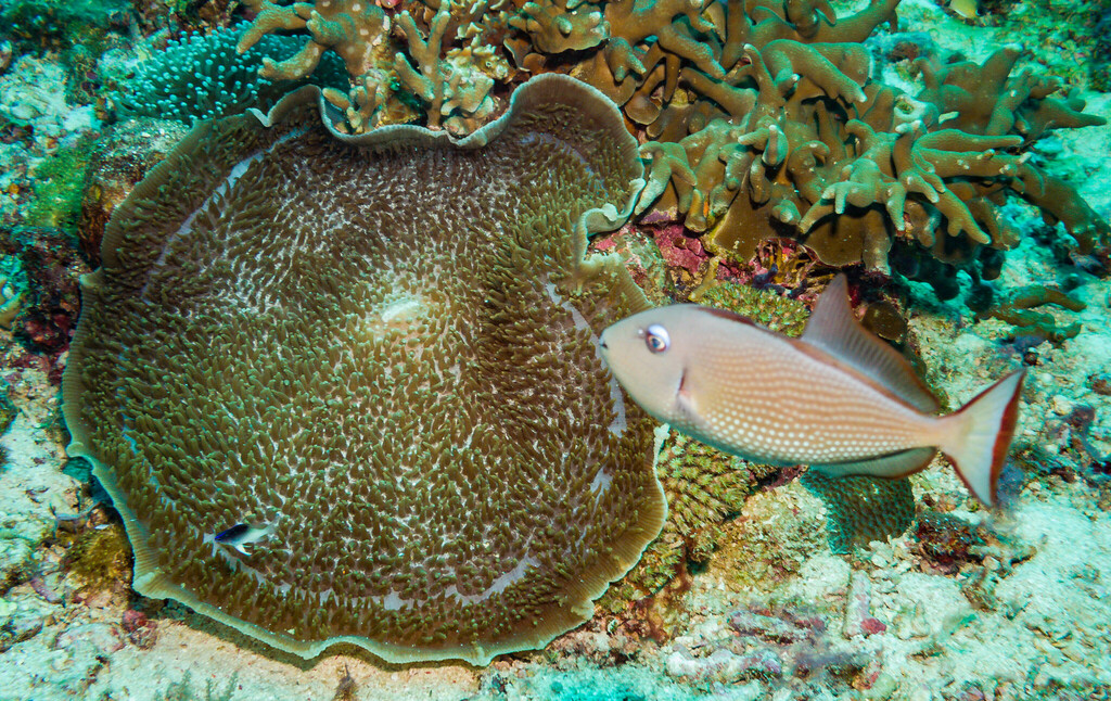 Gilded Triggerfish from Katipanan, Apo Island, Philippines on January 2 ...
