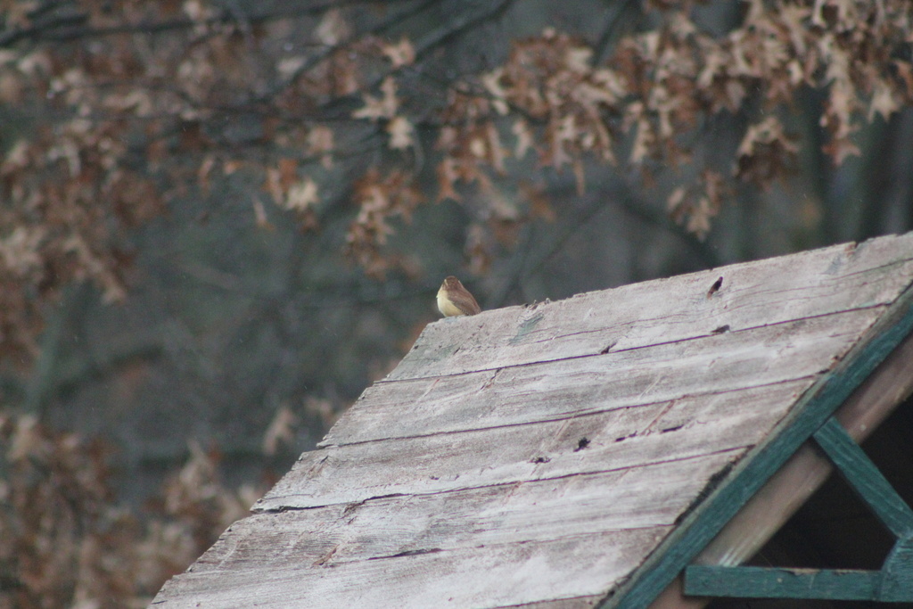 Carolina Wren from Africa Rd, Galena, OH, US on December 31, 2022 at 03 ...