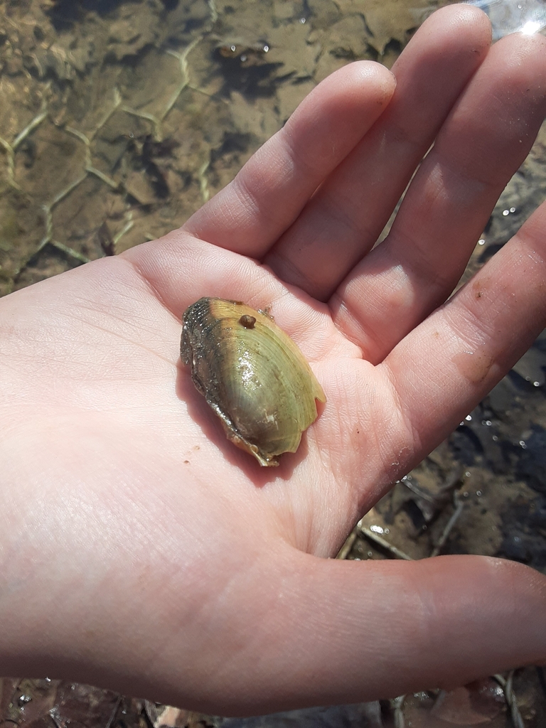 Fragile Papershell from Lake Worth, TX 76135, USA on February 5, 2023 ...