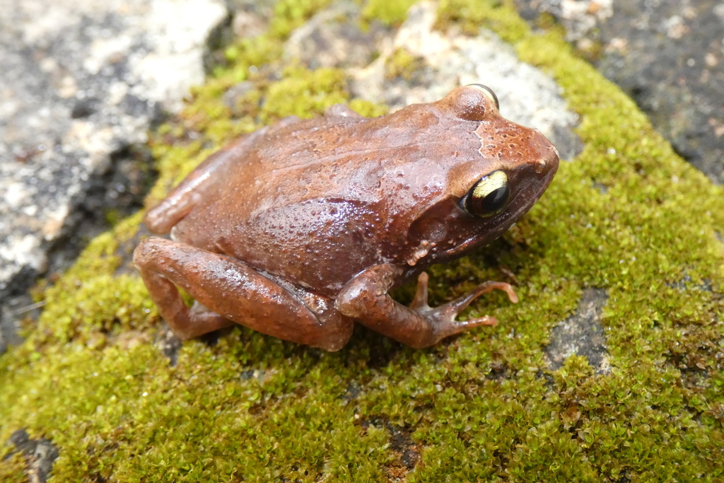 Tanzanian Screeching Frog in April 2021 by donchelu · iNaturalist