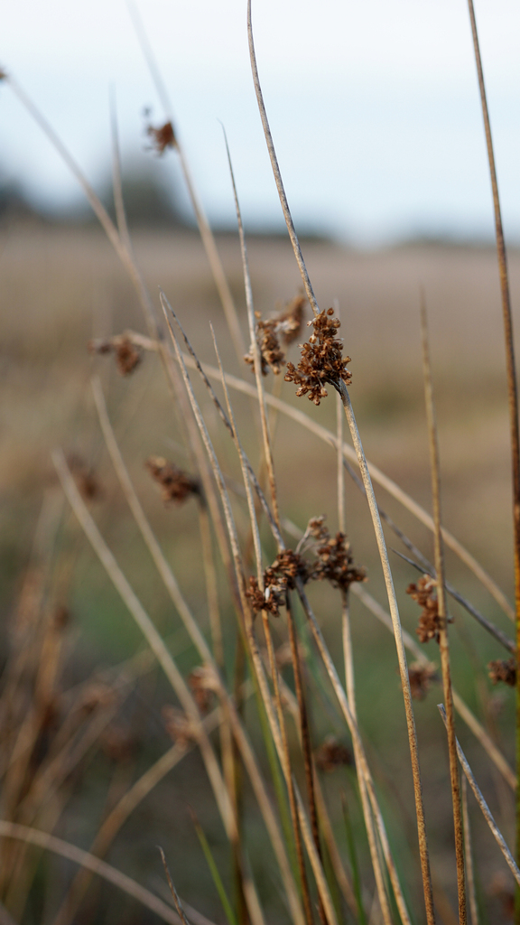 Soft Rush from Astley Burf, Stourport-on-Severn, UK on February 5, 2023 ...