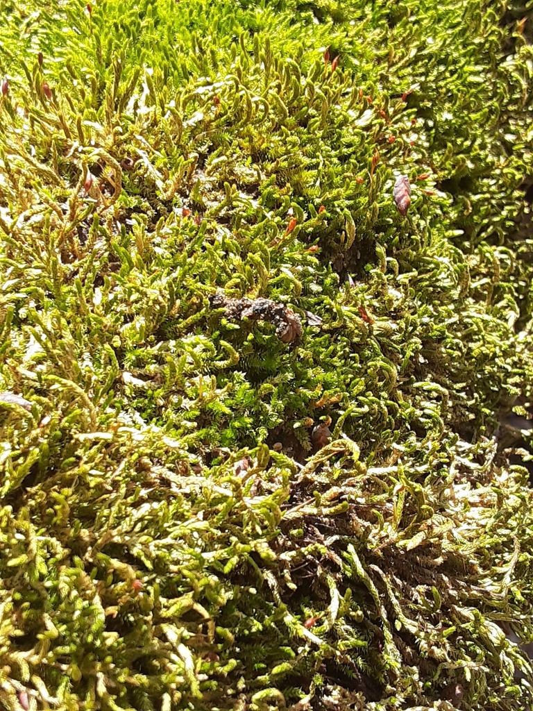 seductive entodon moss from Lake Worth, TX 76135, USA on February 05 ...