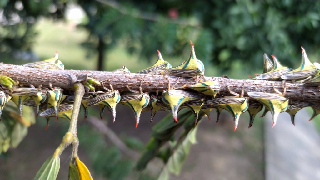 Torito espina desde Villas De Comfenalco el 05 de febrero de 2023 a las ...